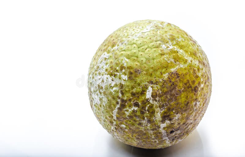 Ripe Breadfruit White Backdrop Stock Image - Image of cuisine, rough ...