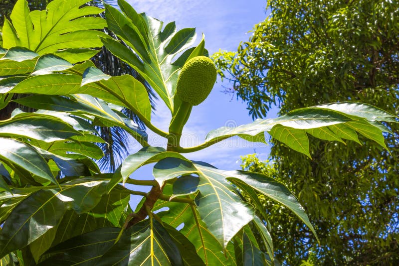 The Ripe Breadfruits Hanging at the Tree. There are Many Breadfruit ...