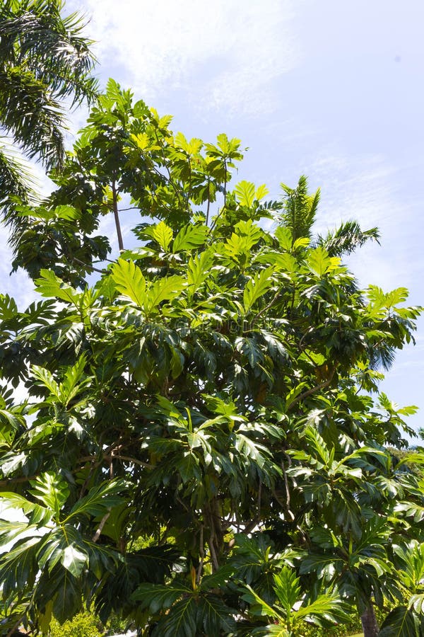 The Ripe Breadfruits Hanging at the Tree. There are Many Breadfruit ...