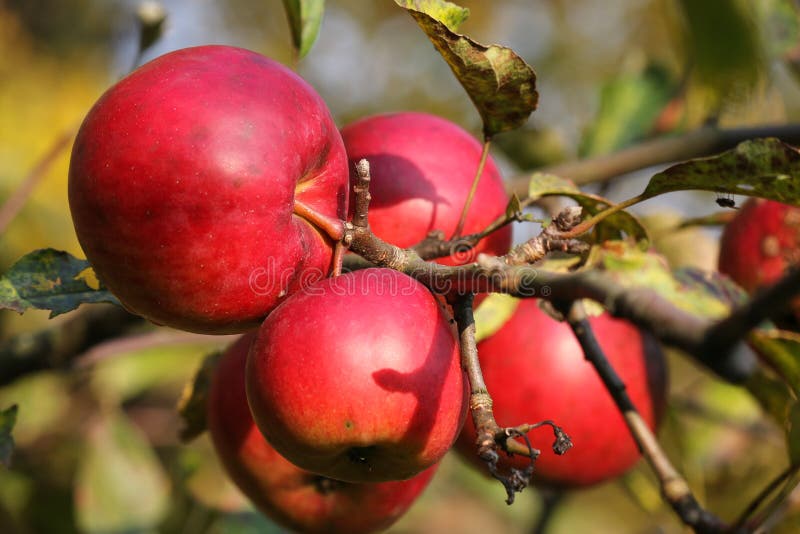 Ripe Bright Red Apples on a Branch Stock Photo - Image of vegetables ...