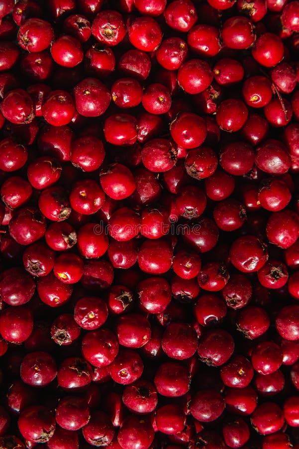 Ripe Bright Red Hawthorn Fruit Stock Image - Image of plant, bush ...