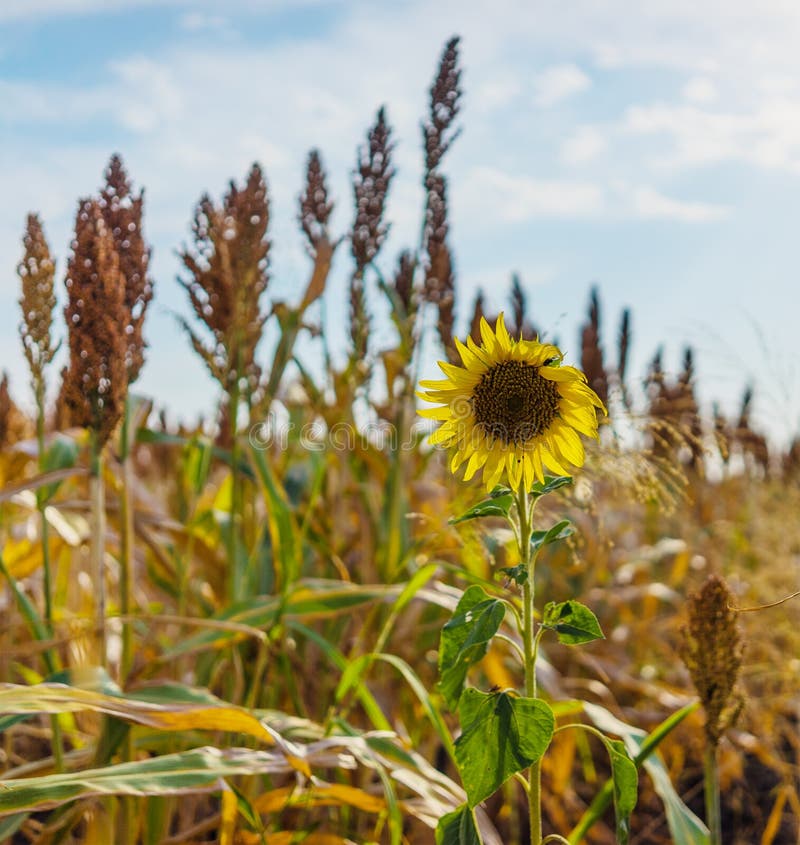 Ripe Bright Sunflowers Growing On A Farmer Field In The Late Summer