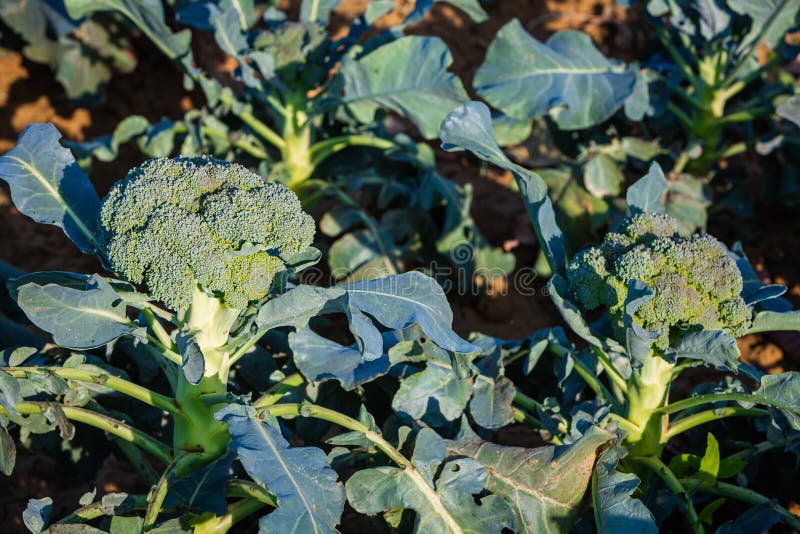 Ripe Broccoli in Production Stock Photo - Image of seasonal ...