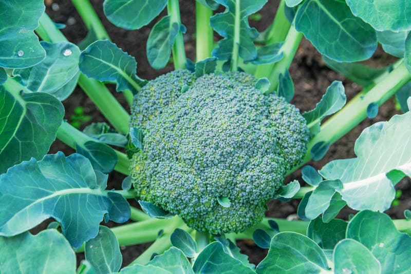 Ripe Broccoli, Ready for Harvest, Growing in the Garden Stock Image ...