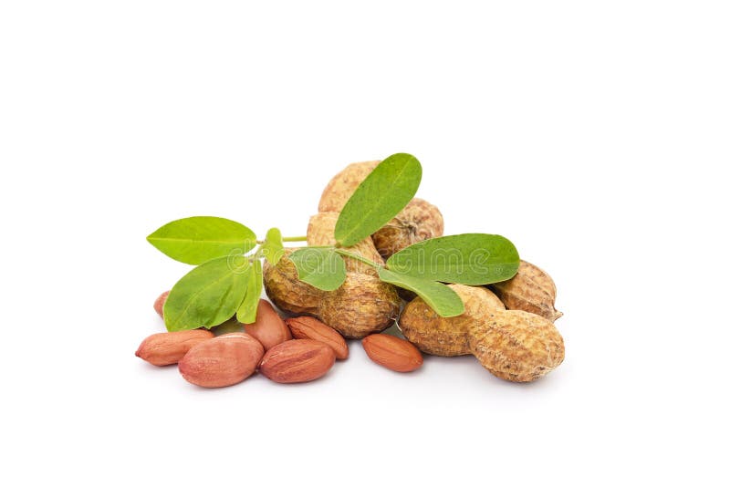 Ripe Brown Peanuts with Leaves Stock Photo - Image of growing, peanut ...