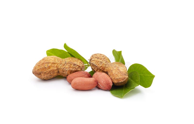 Ripe Brown Peanuts with Leaves Stock Photo - Image of nature, fresh ...