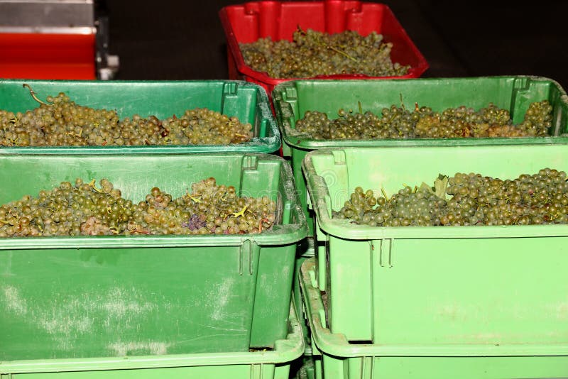 Ripe Bunches of White Grape in Red Plastic Boxes Stock Image - Image of ...