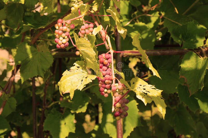 Ripe Bundles Grapes Vine Stock Photos - Free & Royalty-Free Stock ...