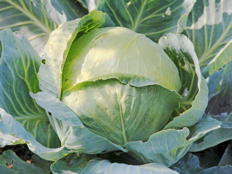 Ripe Cabbage on a Garden Bed. Stock Photo - Image of agriculture ...