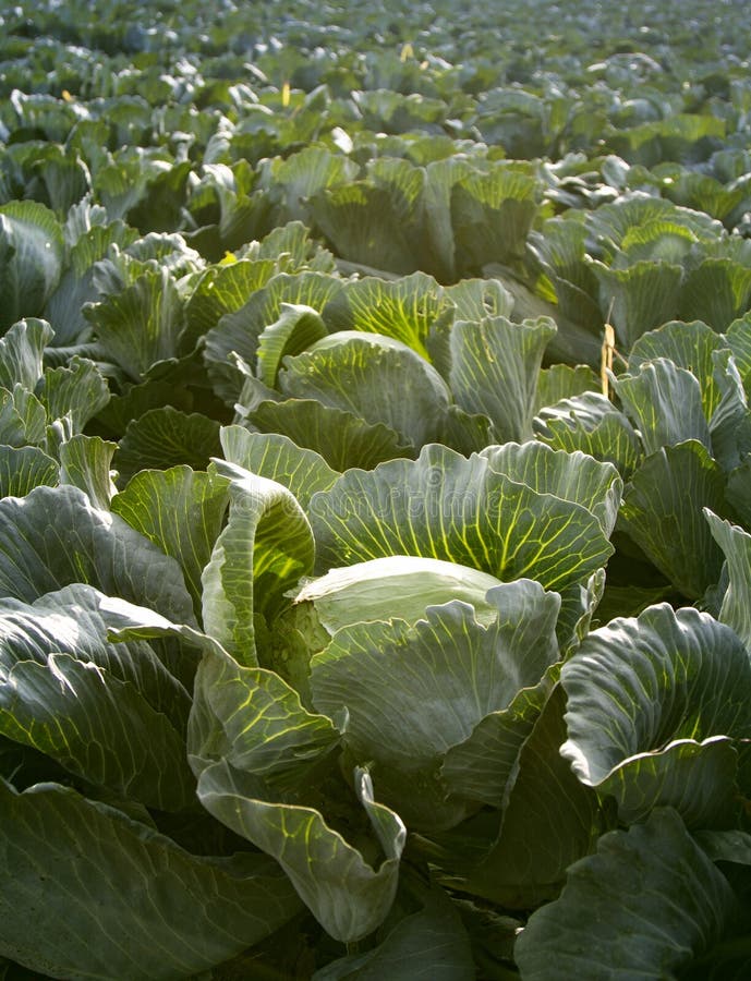 Ripe Cabbage Plantations Grow in the Rows of Field Stock Image - Image ...