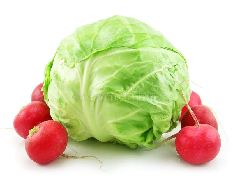 Ripe Cabbage and Radishes Isolated on White Stock Image - Image of ...