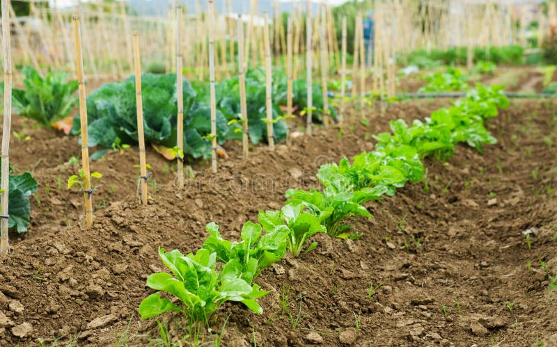 Ripe Cabbage and Spinach Growing in Garden Stock Image - Image of ...