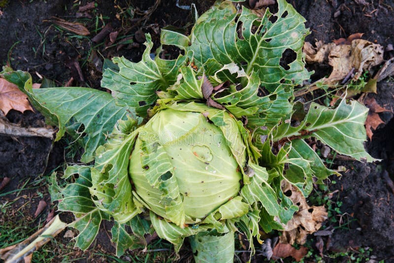 Ripe Cabbage Spoiled by Insects. Home Farming Stock Photo - Image of ...