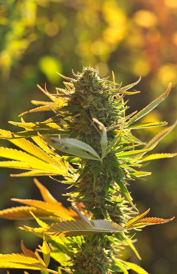 Ripe cannabis bud stock image. Image of alternative, crop - 78145661