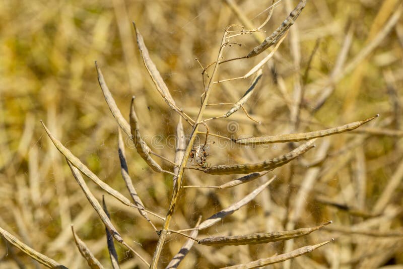 Ripe canola in a field stock photo. Image of crop, gold - 250906144