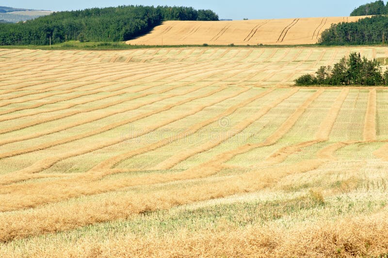 Ripe canola fields in fall stock image. Image of hill - 31190253
