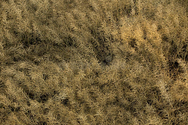 Ripe Canola Growing on the Field Stock Photo - Image of cereal, crop ...