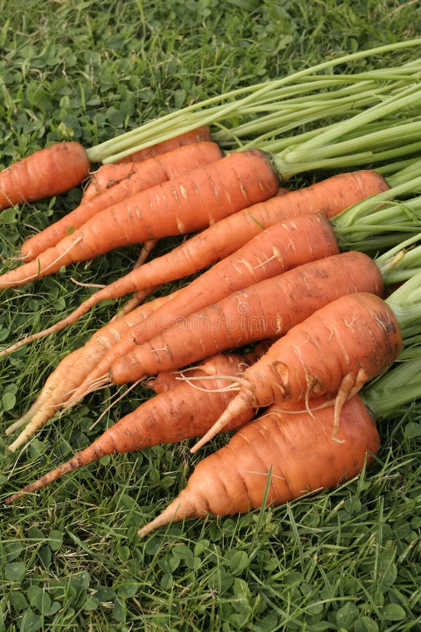 Ripe carrots stock image. Image of fresh, growing, outdoors - 38384725