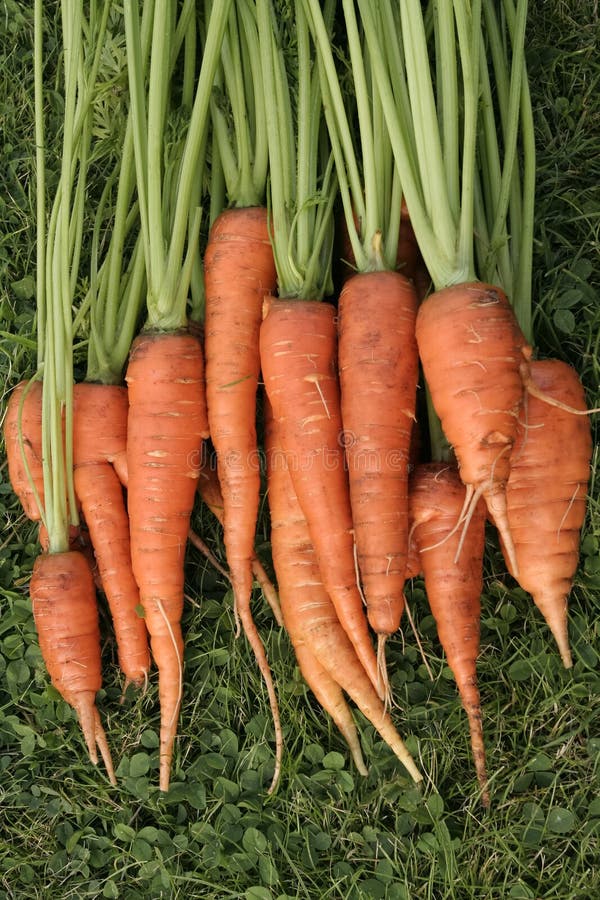 Ripe Carrots in the Carrot Field Stock Image - Image of season, field ...