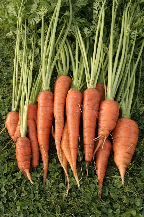 Ripe carrots stock photo. Image of agriculture, green - 40369606