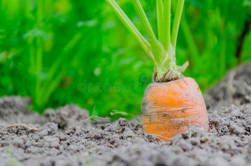 Ripe Carrots in the Carrot Field Stock Image - Image of season, field ...