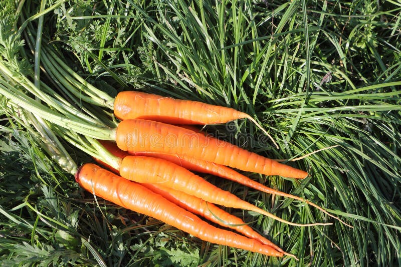 The Ripe Carrots Lying on a Grass Stock Photo - Image of food, fresh ...