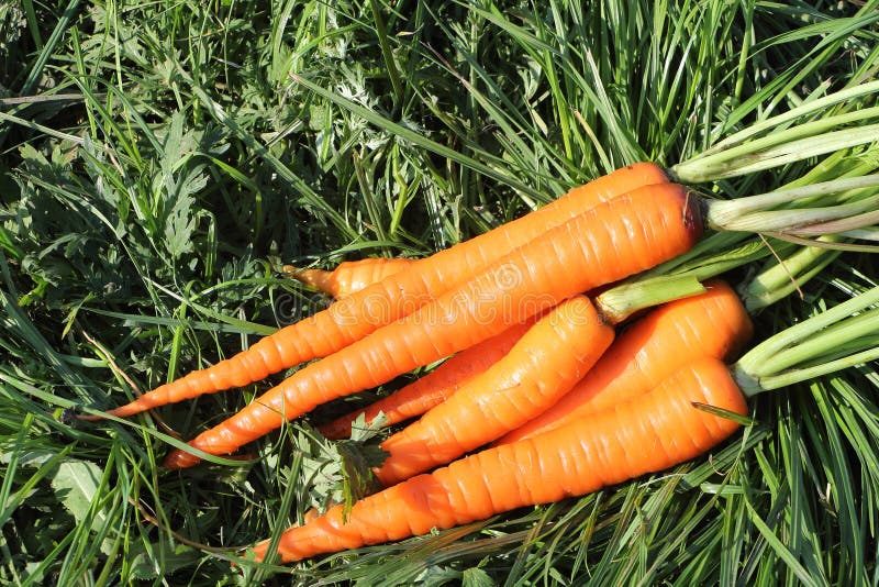 The Ripe Carrots Lying on a Grass Stock Image - Image of provisions ...