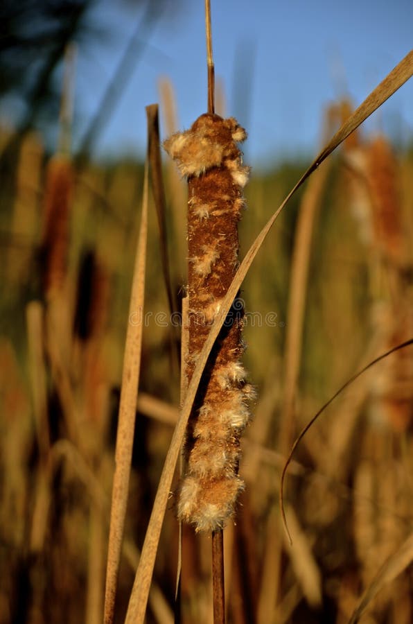 Ripe Cattail Ready To Explode Stock Photo - Image of ripe, tail: 61053494