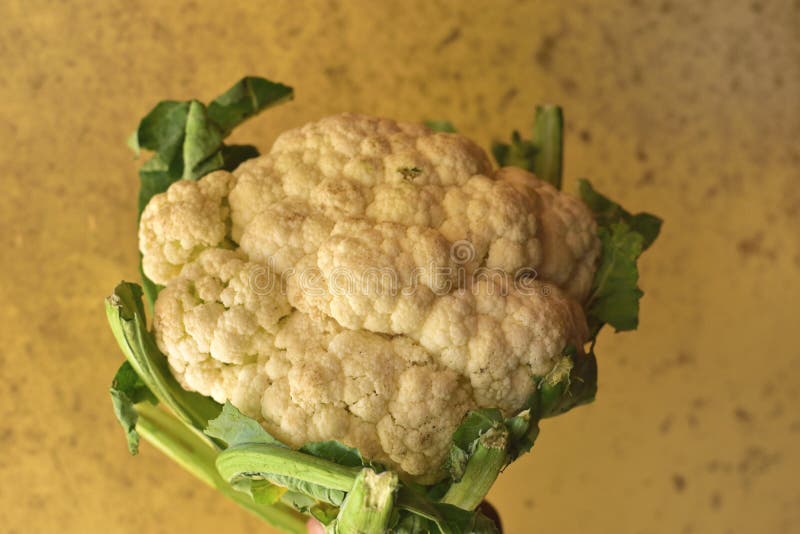 Ripe Cauliflower with Green Leaves Isolated on Green Background Stock ...