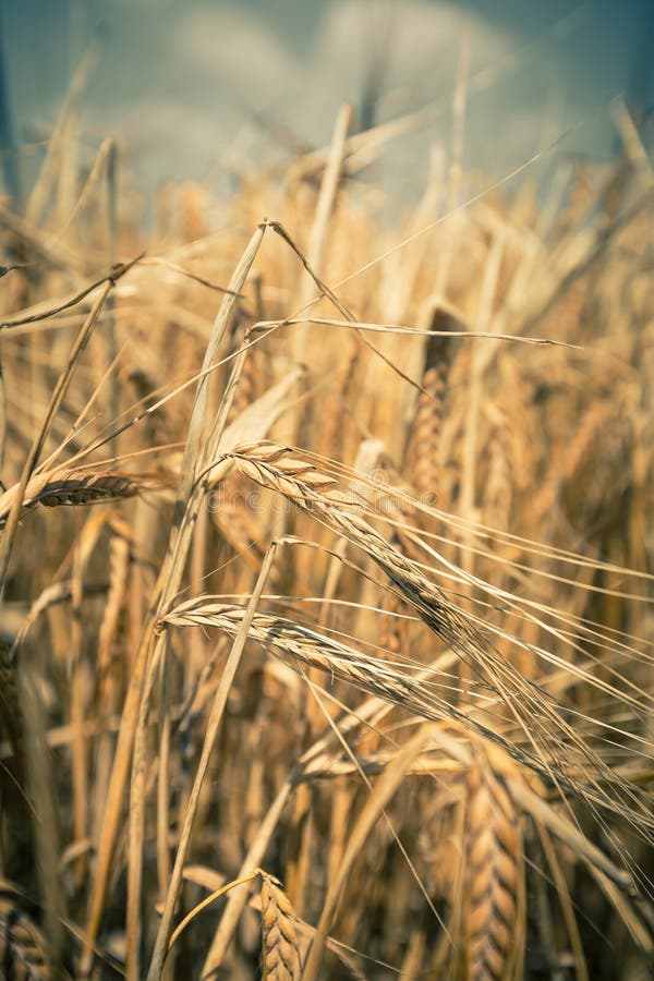 Ripe Cereal field stock photo. Image of countryside, farm - 42775818