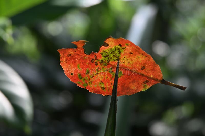 A Ripe Ceylon Olive Leaf Has Fallen and Become Attached on a Pineapple ...