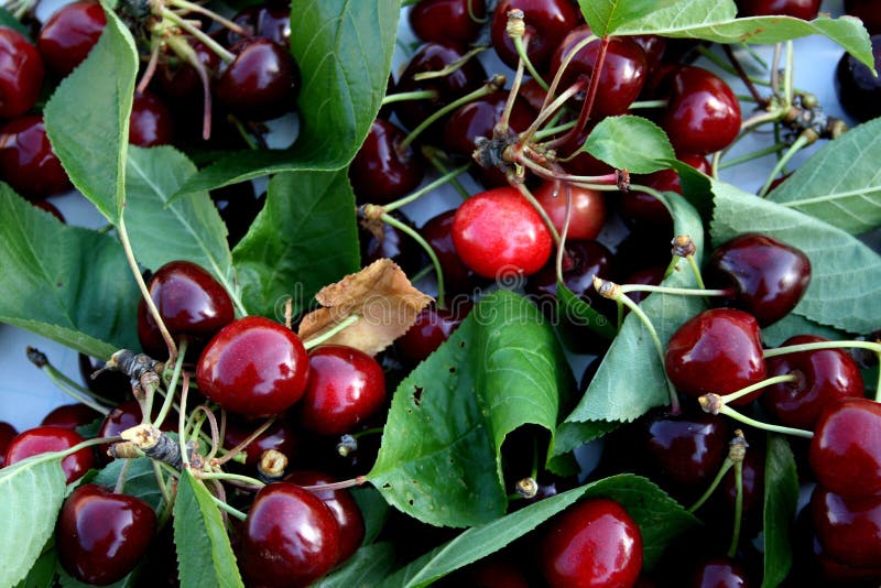 Ripe cherries stock photo. Image of cherries, mouth, drupes - 10001482