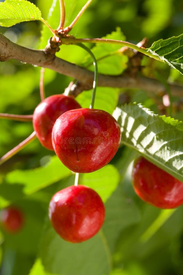 Ripe cherries stock image. Image of healthy, shiny, leaf - 12886105