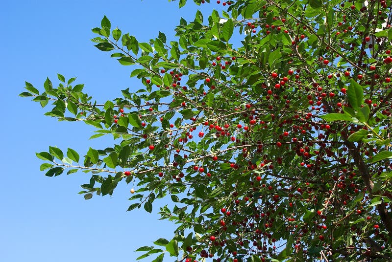 Ripe cherries stock image. Image of blue, season, garden - 15326877