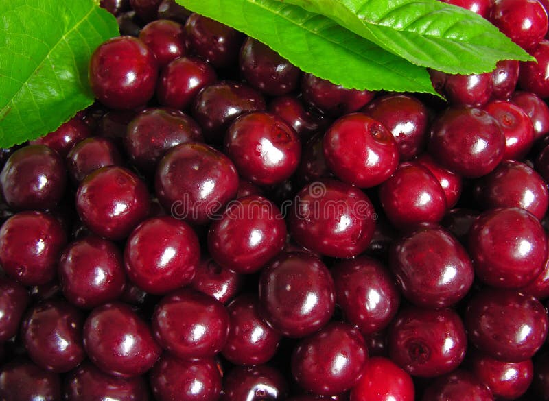 Ripe cherries stock photo. Image of vegetarian, closeup - 15604916