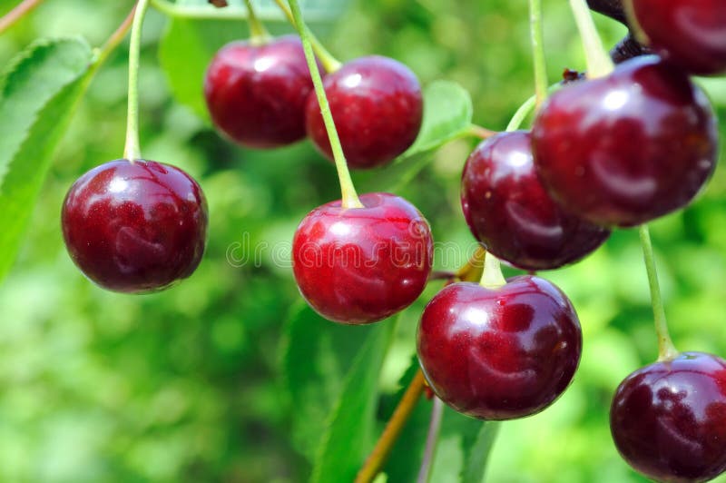 Ripe cherries stock photo. Image of branch, garden, orchard - 19182248