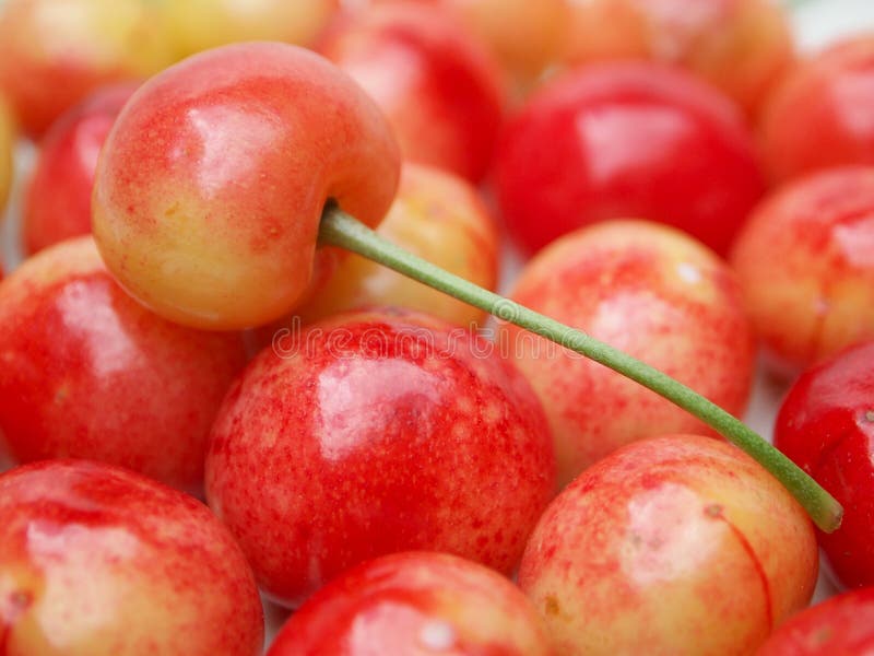 Ripe cherries stock photo. Image of frame, group, organic - 25192378