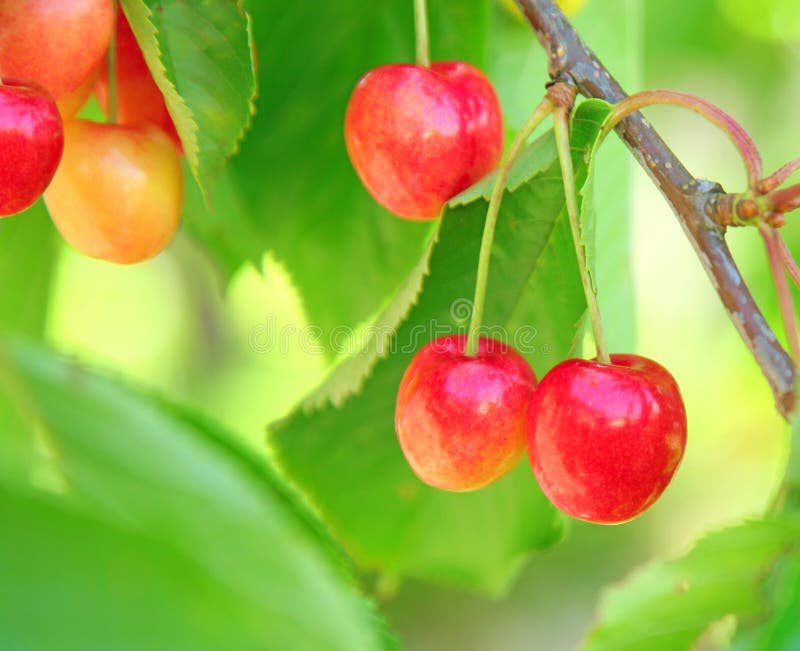 Ripe cherries stock photo. Image of growing, cherries - 37857668