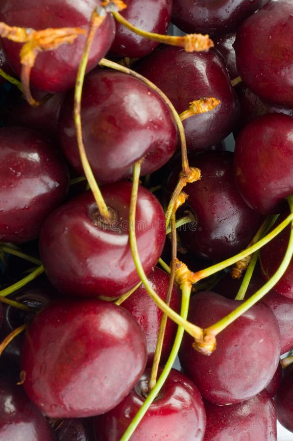Ripe cherries stock photo. Image of ripe, sweet, cherry - 6957818