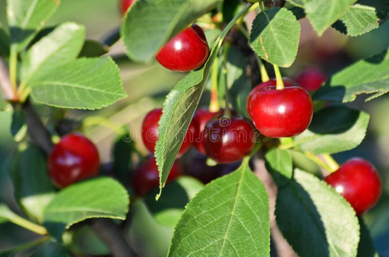 Ripe Cherries stock image. Image of foreground, green - 36490241
