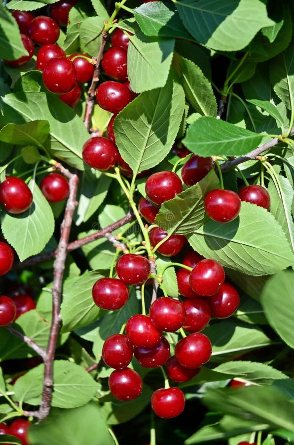 Ripe cherries stock image. Image of green, east, diet - 71128599