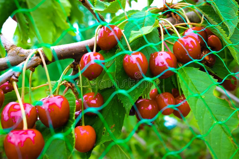 Ripe Cherries on the Cherry Tree with Protective Netting To Keep Birds ...