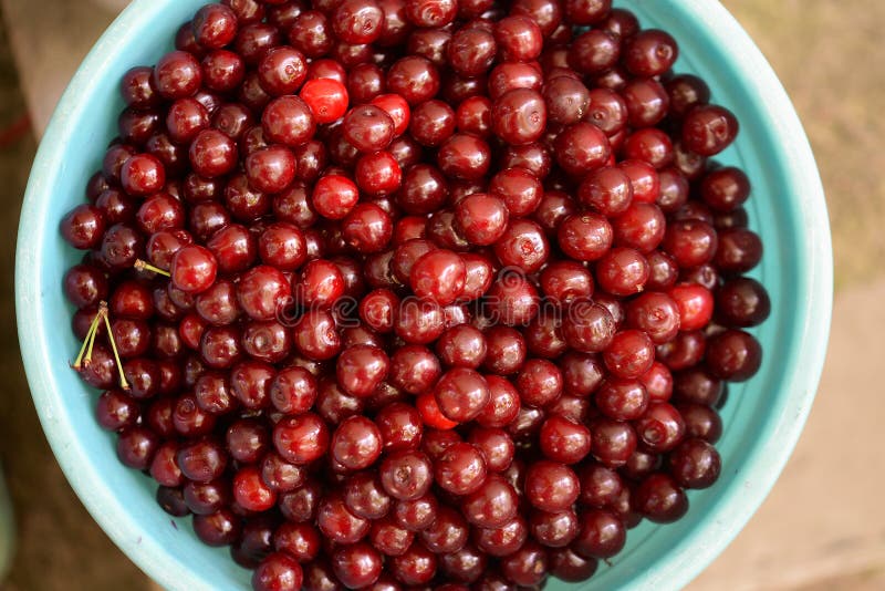 Ripe cherries stock photo. Image of closeup, fruits - 208804894