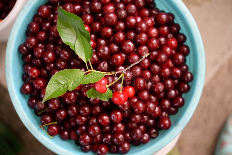 Ripe cherries stock image. Image of group, healthy, fruit - 208804911