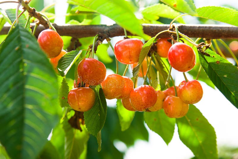 Ripe Cherries Growing on a Tree among Green Foliage. Stock Image ...