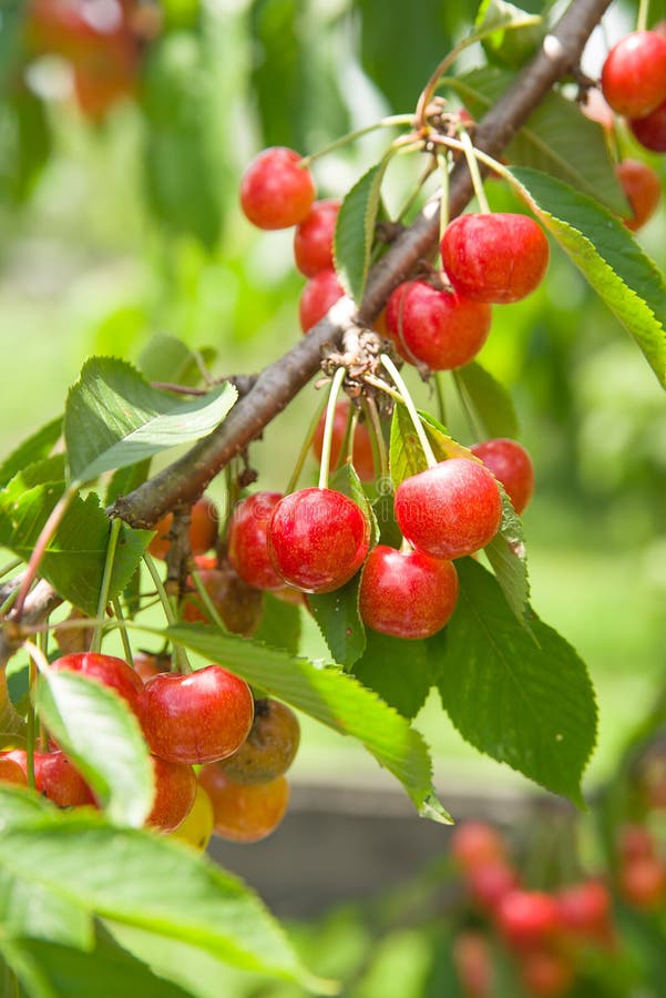 Ripe Cherries Growing on a Tree among Green Foliage. Stock Photo ...