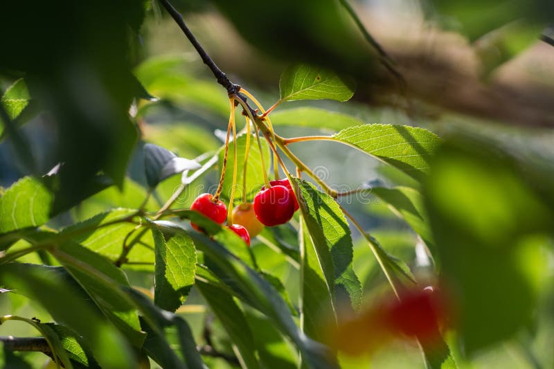 Ripe Cherries Hanging from a Cherry Tree Branch Stock Image - Image of ...
