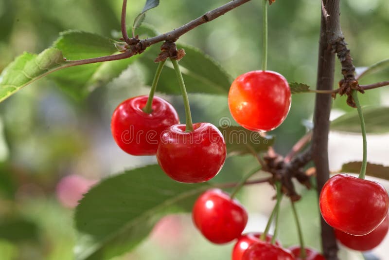 Ripe Cherries Hanging from a Cherry Tree Branch Stock Photo - Image of ...