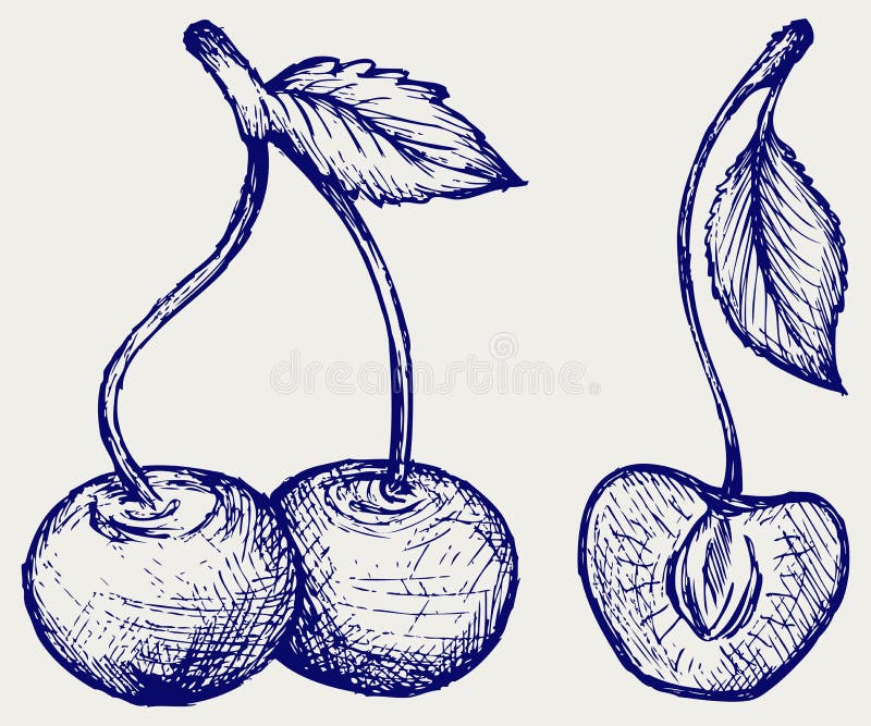 Ripe cherries with leaf stock vector. Illustration of juicy - 50738237