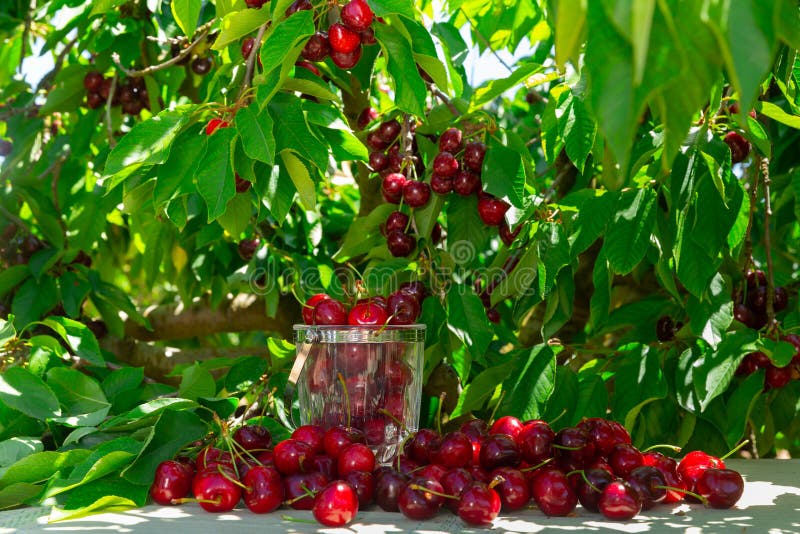Ripe Cherries on Table Under Fruit Trees Stock Image - Image of tasty ...